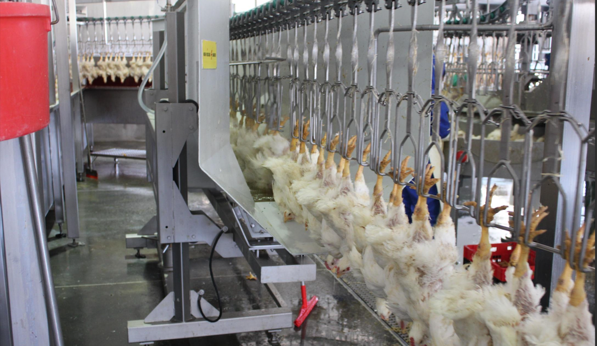 Poultry Processing Lines 250 - 6000 Birds Per Hour: Enhancing ...